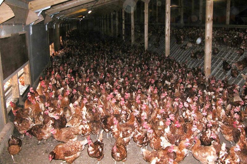 Hier, een knuppel - AutoWeek